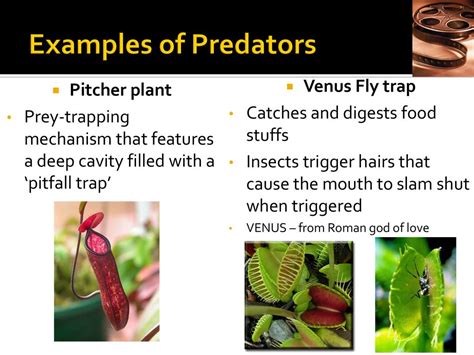 Predation Examples