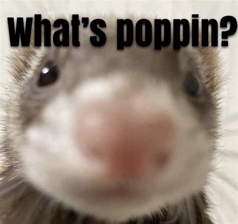 Whats Poppin R Teenagersbutpog