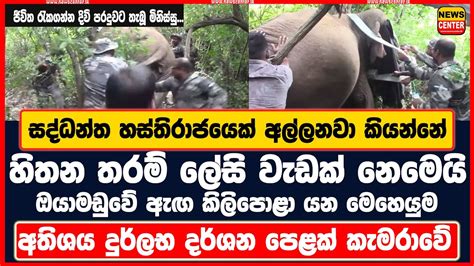 සද්ධන්ත හස්තිරාජයෙක් අල්ලනවා කියන්නේඔයාමඩුවේ ඇඟ කිලිපොළා යන මෙහෙයුම අතිශය දුර්ලභ දර්ශන පෙළක්