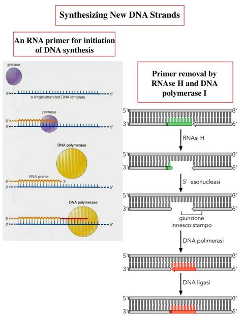 Ppt The Dna Synthesis Powerpoint Presentation Free Download Id 5126004