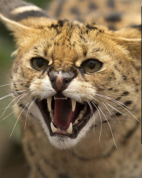 Wildcat Blank Template Imgflip