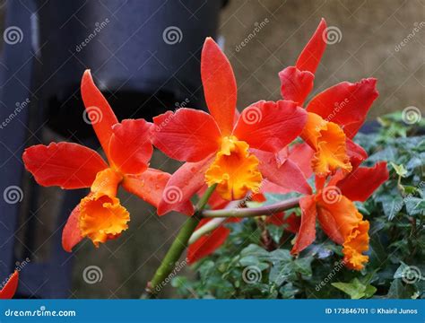 Beautiful Red And Orange Color Of Cattleya Orchid Flowers Stock Image