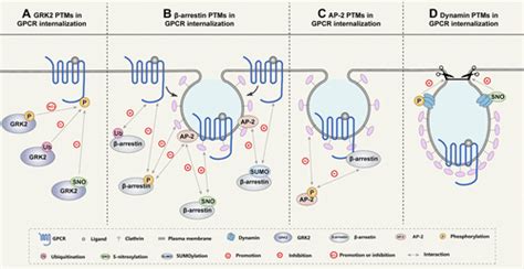 Posttranslational Modifications In Gpcr Internalization American