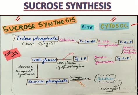 Biosynthesis Of Sucrose In Plants