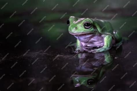 Free Photo Dumpy Frog Litoria Caerulea On On Reflection