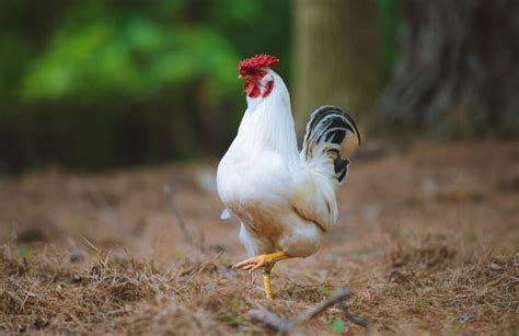 흰색 닭 꿈 하얀 닭 꿈 해몽 분석 총정리 유익한 이야기 흰색 닭 꿈 하얀 닭 꿈 해몽 분석 총정리 유익한 이야기