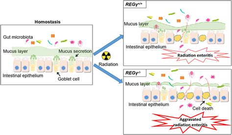 Regγ Mitigates Radiation Induced Enteritis By Preserving Mucin
