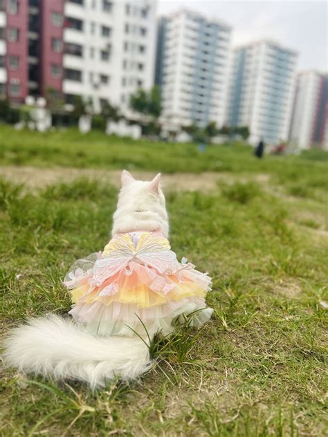 Biswas Pranto On Linkedin রাজকুমারী 😍