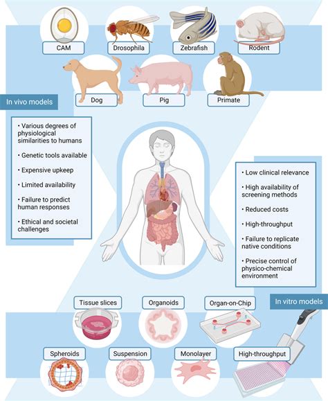 Current In Vivo And In Vitro Models In Human Research And Their