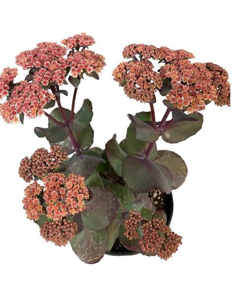 Sedum Blue Pearl The Garden Corner