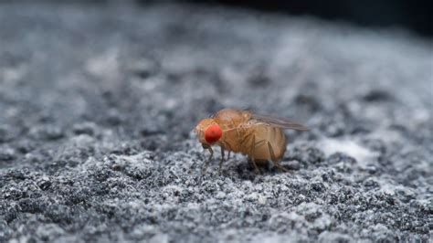 Fruit Flies Vs Gnats The Difference Between Them