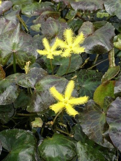 Snowflake Variegated Yellow Fringe Nymphoides Geminata 2″ Pot