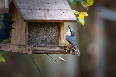 Einer Unserer Gäste Am Futterhaus
