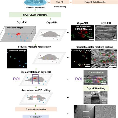 Using The Hope Sim Based Cryo Clem Workflow To Capture The Centrosomes Download Scientific