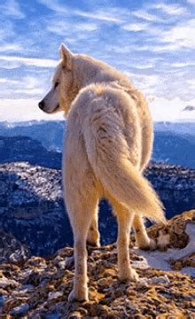 Furry Wolf S Tenor