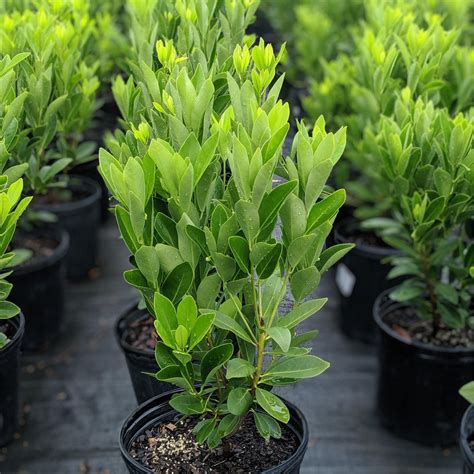 Anise Parviflorum