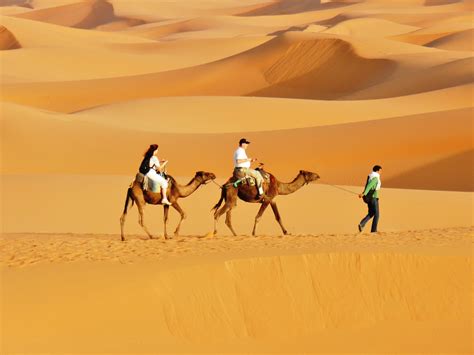 무료 이미지 경치 사막 낙다 모래 언덕 목초지 모로코 사하라 와디 에르그 자연 환 경 지리적 특징 바람 지형 무스탕 말 아라비아 낙타