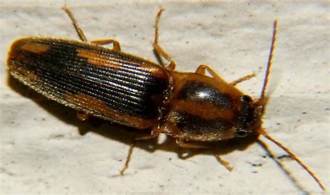 Conoderus Vespertinus Bugguidenet