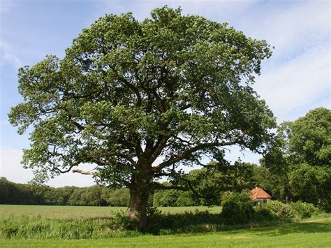 De Eik Boom Flexibele Slang Afzuigkap Praxis
