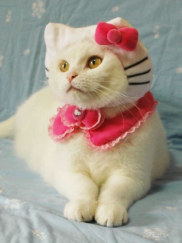 Hello Kitty Cat Costume ~not My Cat~ Originally From Gizmo Flickr
