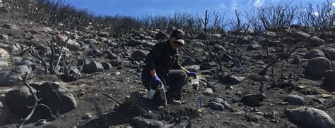 Glassman Lab Researches Link Between Microbes In Post Wildfire