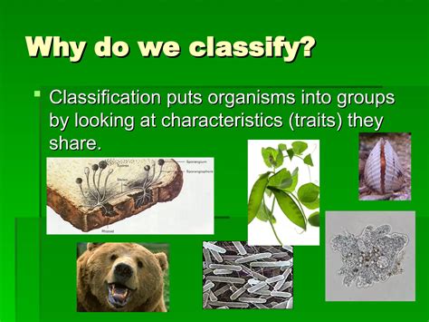 Classification Taxonomy Powerpoint Presentation Ppt Classification Taxonomy Powerpoint Presentation Ppt
