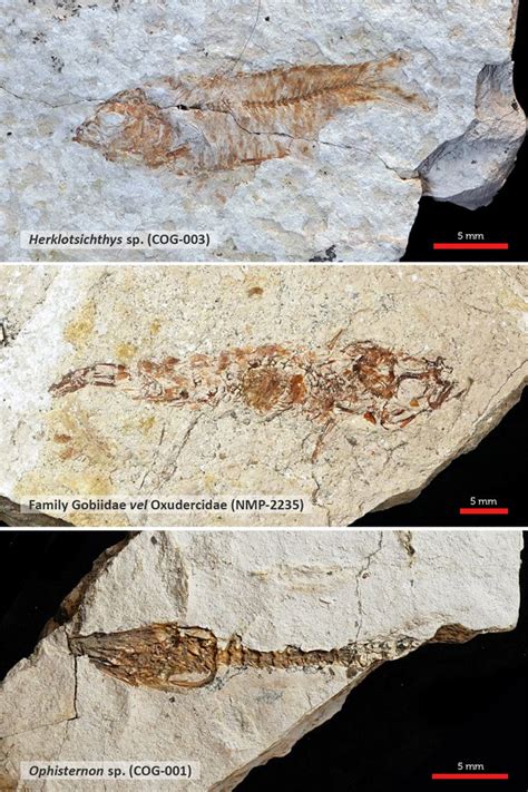 Today I Learned Ph Geologists Found The First Ever Global Record Of A