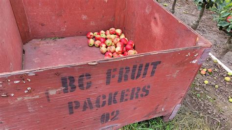 BC Tree Gets Credit Protection Country Life In BC