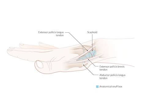 Anatomical Snuff Box Muscles What Is The Anatomical Snuff Box Human