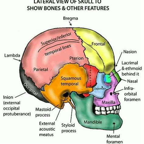 Lateral View Of Skull Showing Bones Temporal Frontal Parietal Occipital