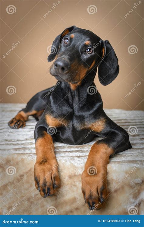 Cute Doberman Puppy