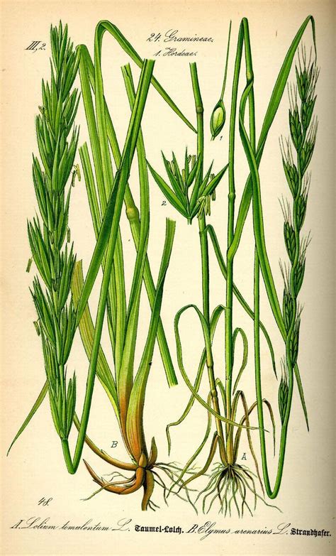 Plant Profile Darnel — The Poisoners Apothecary