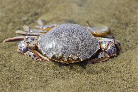 Guide Didentification Des Crabes De Lest Du Canada Envahisseurs