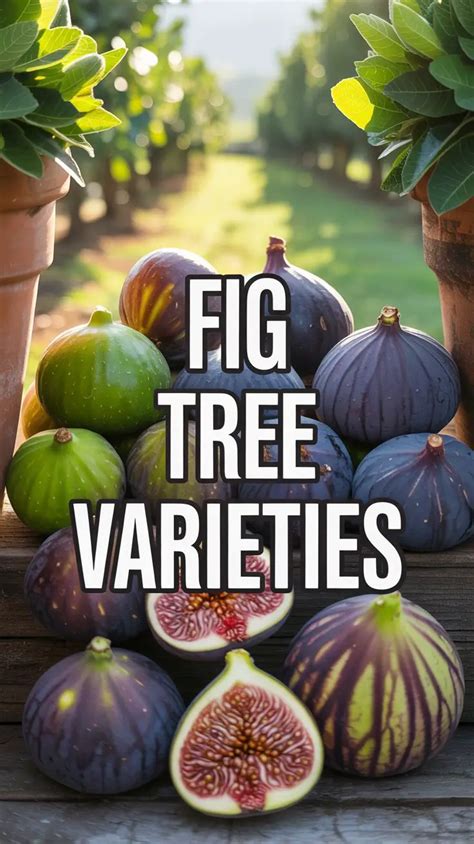 Fig Tree Varieties A Comprehensive Guide For Gardeners Usa Garden Hub