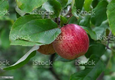 녹색 단풍 클로즈업과 가지에 매달려 빨간 잘 익은 사과 사과의 작물 육즙이 맛있는 신선한 과일 그레이드 오놀 스트라이프 가을에 대한 스톡 사진 및 기타 이미지 Istock
