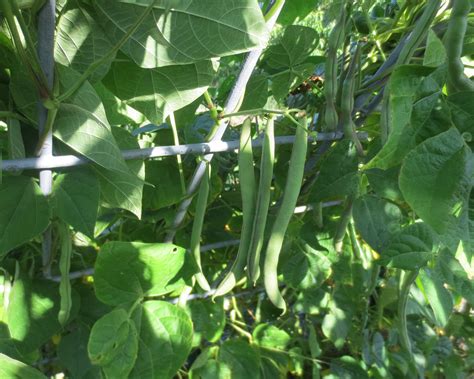 Cherokee Trail Of Tears Pole Bean White Harvest Seed Company