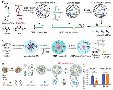 Polymeric Dna Hydrogels And Their Applications In Drug Delivery For Cancer Therapy