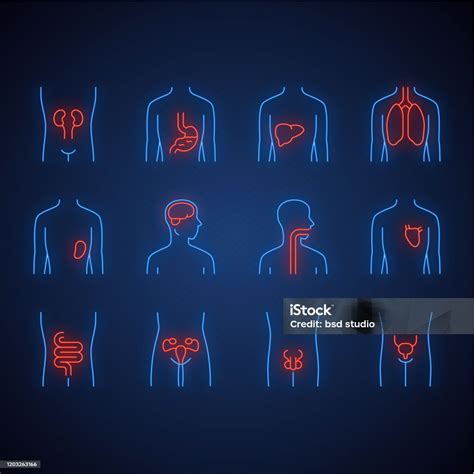 건강 한 인간의 장기 네온 빛 아이콘 설정 좋은 건강에 목과 폐 작동 심장과 오줌 방광 건강에 좋은 간 빛나는 징후 벡터 절연 일러스트레이션 네온에 대한 스톡 벡터 아트 및