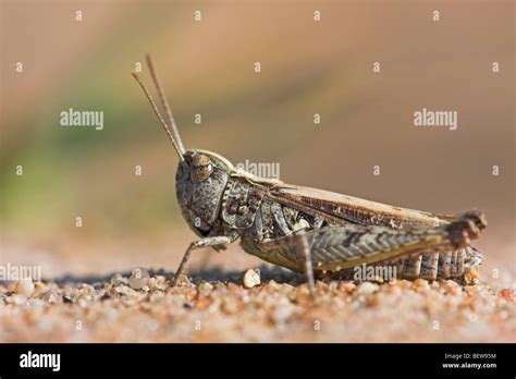 What Do Grasshoppers Eat In The Desert