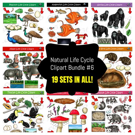 Life Cycle Clipart Mega Bundle 6 19 Sets Clipart 4 School