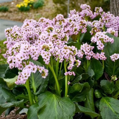 Bergenia Bressingham White