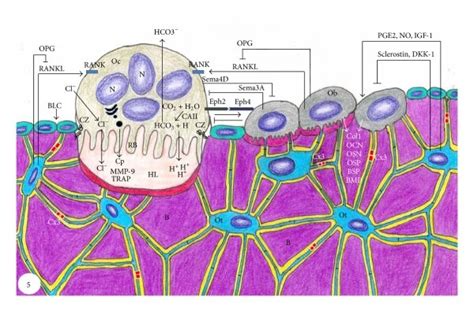 Schematic Summary Of Bone Tissue Showing Bone Cells And The