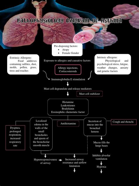 Pathophysiology Diagram Of Asthma Pdf Pdf Respiratory System Asthma
