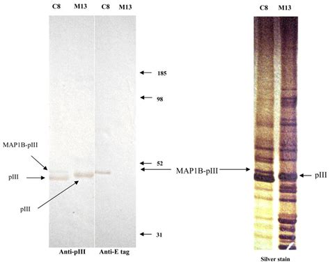 Amyloid β Peptide Binds To Microtubule Associated Protein 1b Map1b Pmc