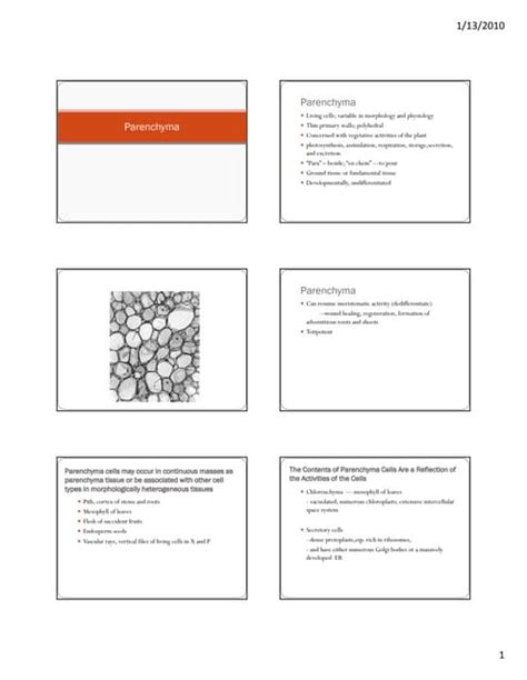 Parenchyma Pdf Biological Sciences Science