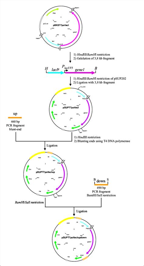 Schematic Drawing Of The Construction Of The Suicide Vector