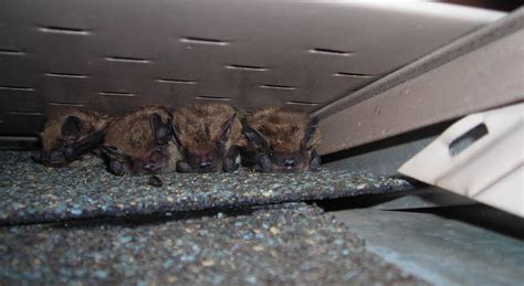 Do Bats Hibernate In Georgia Skedaddle Atlanta