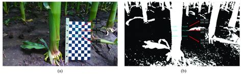 The Process Of Measuring The Stem Diameter Of Maize A Pixel Width Of Download Scientific