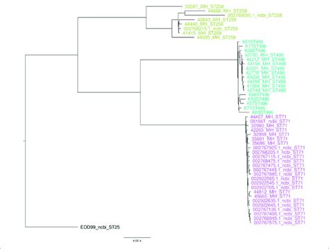 Snp Based Phylogeny Of Methicillin Resistant Staphylococcus Download Scientific Diagram
