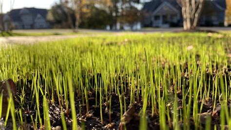 Germination Of Grass Seed A Step By Step Guide